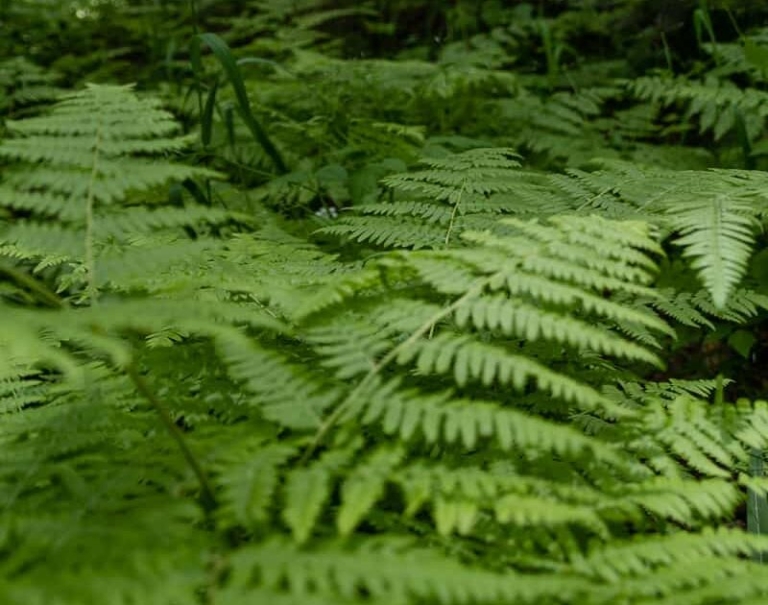 Mindful Moments in Nature: Boost Your Mood & Improve Happiness