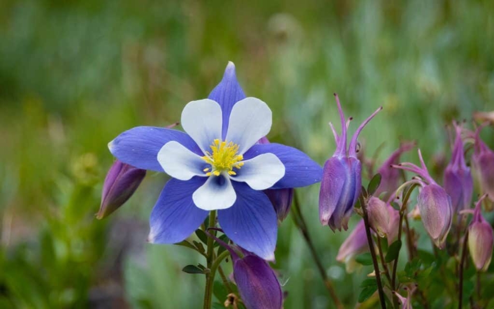 Mindful Moments in Nature: Boost Your Mood & Improve Happiness