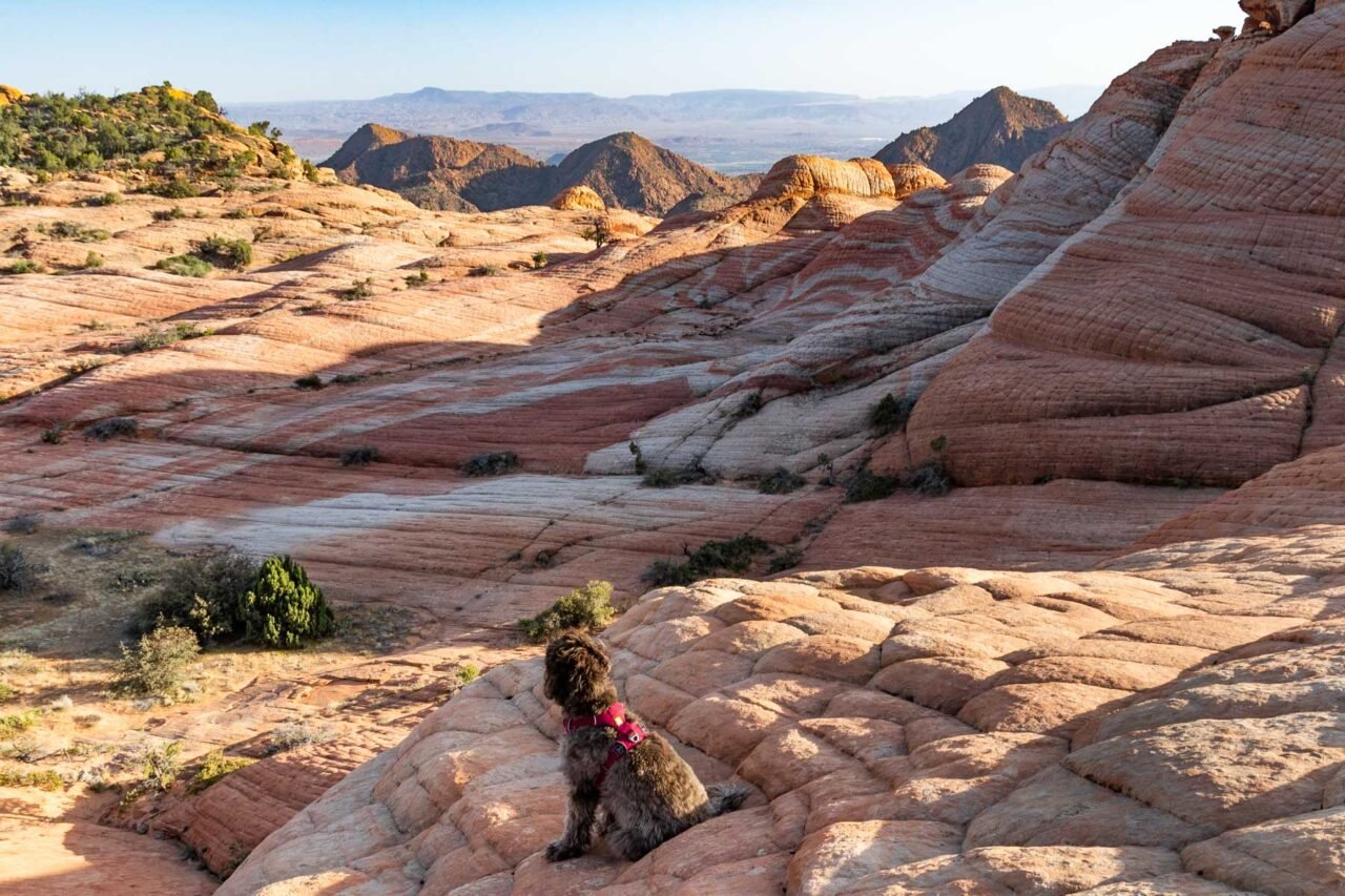 Hike To Utah's Stunning Candy Cliffs With This Guide To Yant Flat Trail