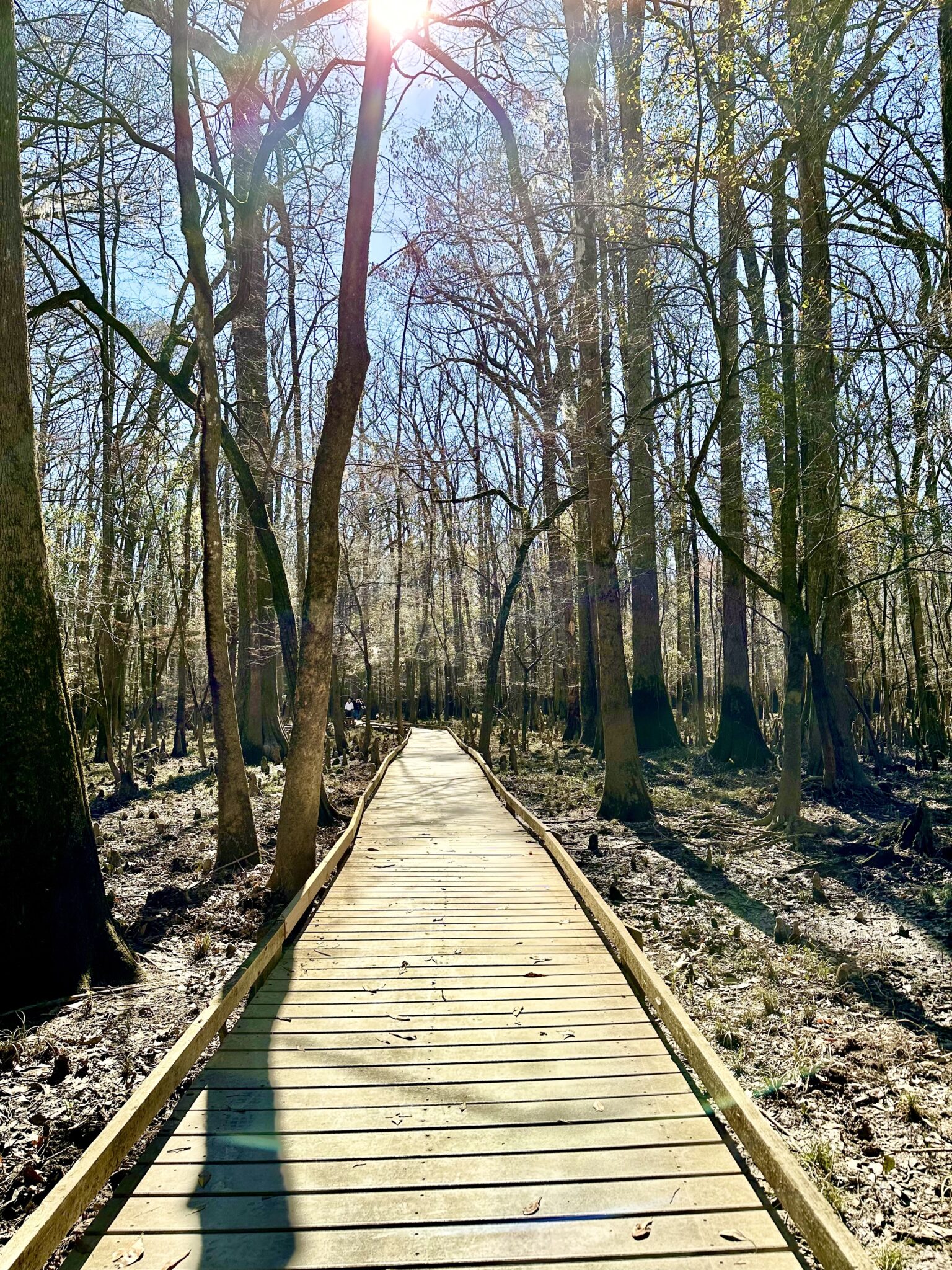 Congaree National Park Trails You Don't Want To Miss