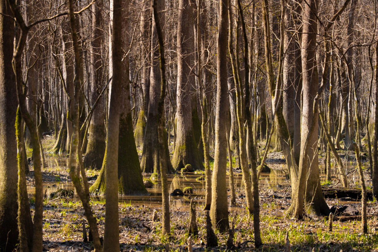 Congaree National Park Trails You Don't Want To Miss