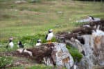 When & Where To See Puffins In Newfoundland