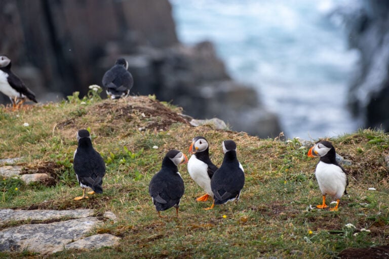 When & Where To See Puffins In Newfoundland