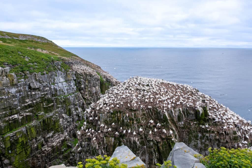 The Perfect Itinerary For Driving Newfoundland's Irish Loop